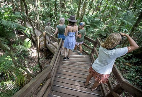 Daintree Rainforest - Cape Tribulation - 4WD Bloomfield Track ...